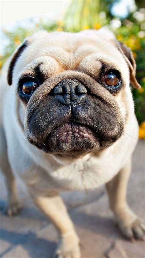 Pug Iphone Wallpapers Top Free Pug Iphone Backgrounds Wallpaperaccess