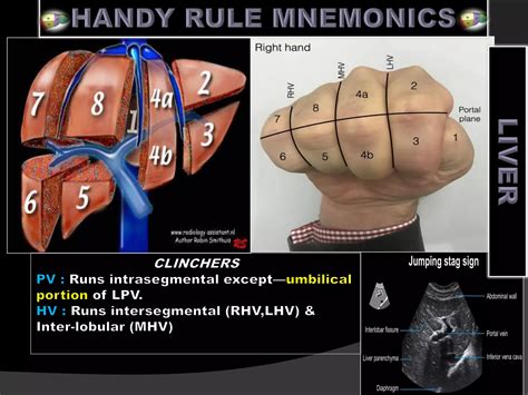 Liver Segmental Anatomy Pdf