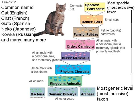 15 15 Systematics Connects Classification With Evolutionary History