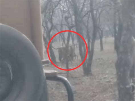 Tiger Spotted Roaming Around With Its Prey In Ranthambore National Park