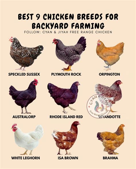 Cyan Choose The Best Chicken Breeds Start By Defining Your Goals