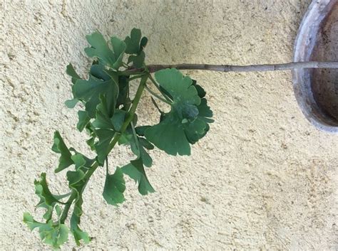 Gingo Biloba čarověník Ancient Tree