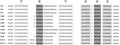 sequence alignment of the enteroviral 3′utrs a comparative alignment