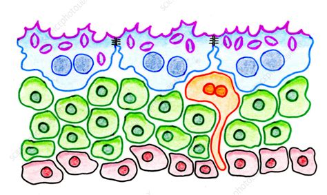 Bladder Mucosa Illustration Stock Image C0614821 Science Photo