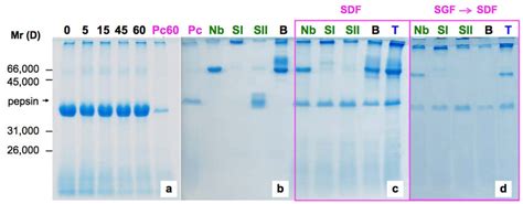Sensitivity To Sdf Containing Pancreatin Of S Nigra Lectins By Download Scientific Diagram