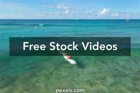 Sexy Bird Videos Download The Best Free 4k Stock Video Footage And Sexy