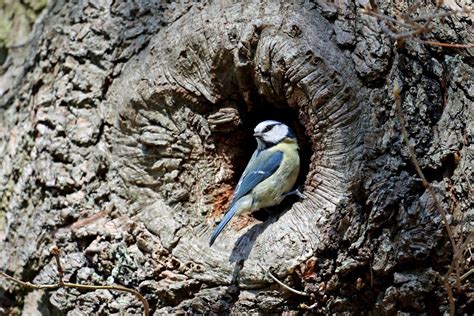 Blue Tit Nesting Facts Habits And Images Full Guide Bird Nature