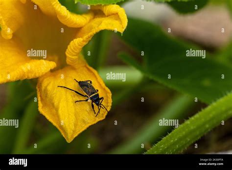 Prescot Arizona Bordered Plant Bug On A Yellow Petal Of A Pumpkin