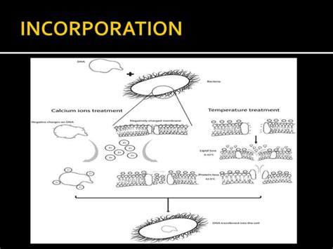 Plasmids As Vectors Pptx