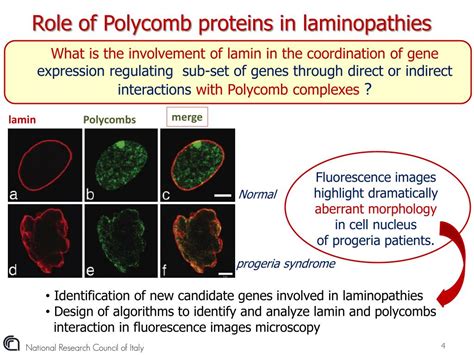 Ppt Mathematical And Computational Issues For Live Cell Segmentation