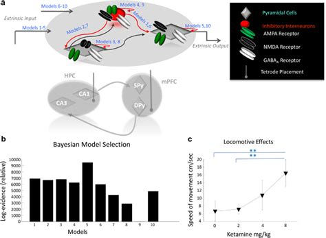 dynamic causal modeling a top the neural mass model used to