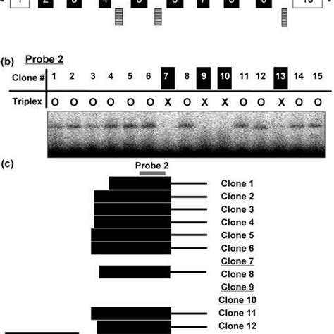 Exon Structures Of Known Transcript And Of Sequenced Alternative Splice