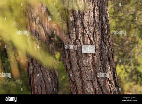 Number Mark On A Trunk Of A Pine Tree In Park Forestry Protection And