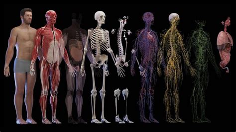 Human Skeleton And Nervous System 3d Human Anatomy The Nervous