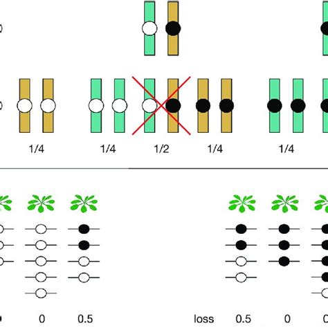 Somatic Deviations Across The Genome A Line Plot For Gene Density In