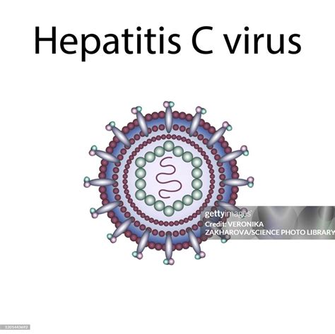 hepatitis c virus illustration high res vector graphic getty images