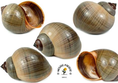 Pomacea Flagellata Flagellata 3903903