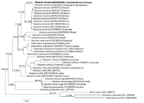 Maximum Likelihood Phylogenetic Tree Reconstruction Based On A 849 Bp