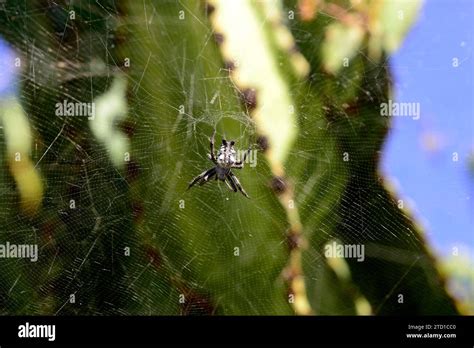 Tropical Tent Web Spider Cyrtophora Citricola Is A Spider Native To Southern Europe Africa