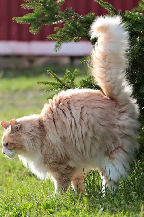 Tomcat Vs Neutered Cat How Are They Different