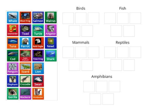 Classification Activity Group Sort