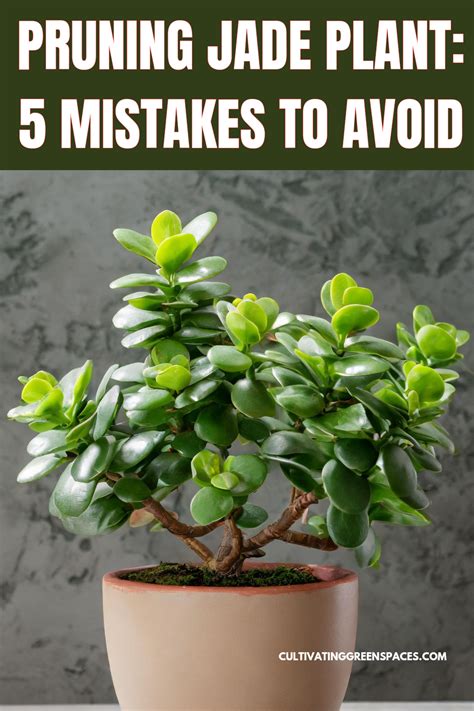 Pruning Jade Plant 5 Mistakes To Avoid Jade Plant Pruning Jade Plants Succulent Garden Diy