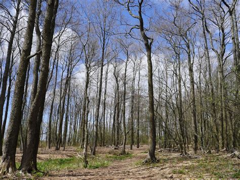 Spring Forest Tall Trees Bare Without Leaves First Green Grass