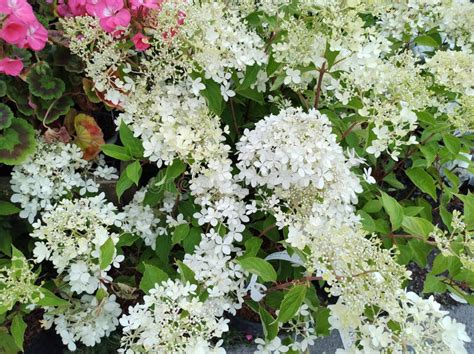 Hydrangea Paniculata Phantom Stock Image Image Of Flower Perennial