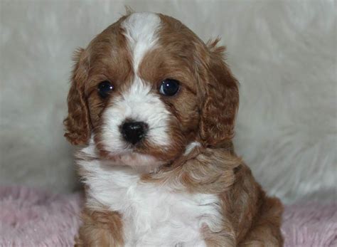 Best Nixa Missouri Designer Cavapoo Puppies