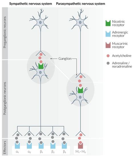 Autonomic Nervous System Intrinsic Nervous System Medical