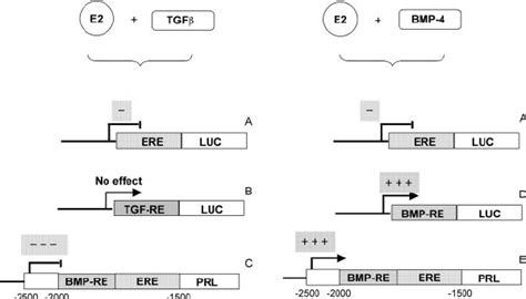 Transcriptional Regulation By Bmp 4 Or Tgf ␤ Stimulation A Under