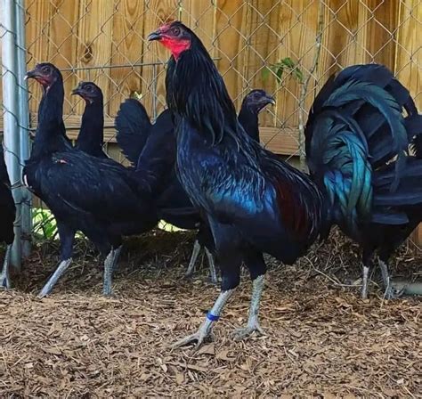 Troy Gamefarm Troy Black Big Shout Out To My Newest Top Fans 💎 Pablo Contreras Diana Torres