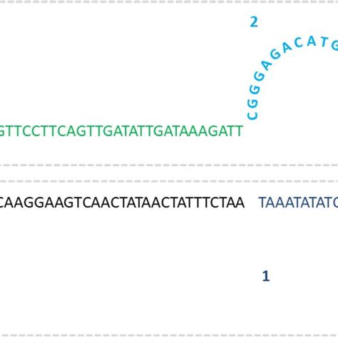 Schematic Representation Of The Dual Priming Oligonucleotide Dpo Download Scientific Diagram