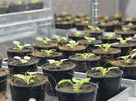 Engineered Plants Produce Sex Perfume To Trick Pests And Replace