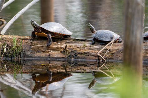 Nfn Environment Department