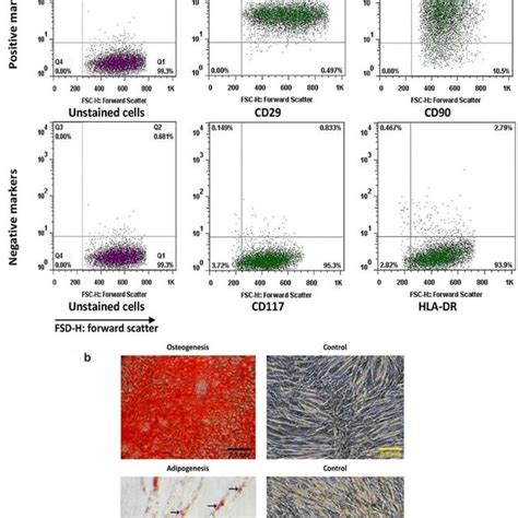 Characterization Of Menscs A Immunophenotyping Of Cell Surface Download Scientific Diagram