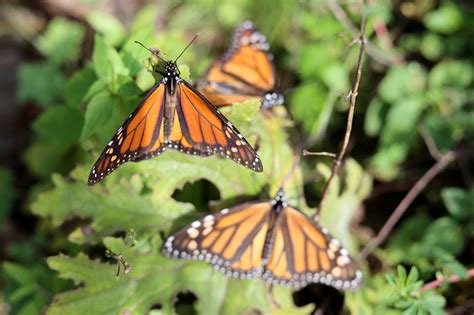 Monarch Butterfly North Americas Migrating Insect