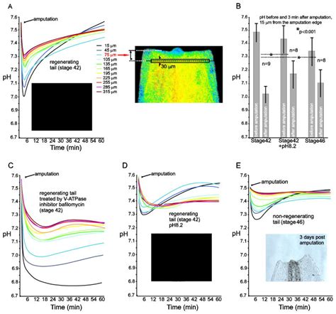Fluorescent Ratiometric Ph Indicator Sypher2 Applications In