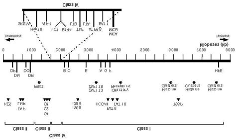 Map Of The Mhc Showing The Mhc Class I Ii Iii And Iv Regions Download Scientific Diagram
