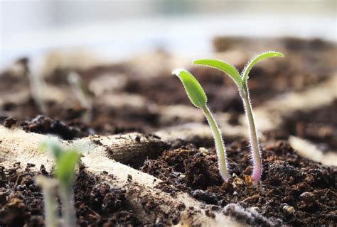 The Best Time To Sow Tomato Seeds In The Uk