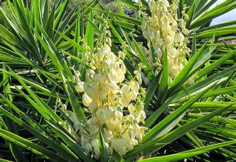 Flor De Itabo A Traditional Delicatesse In Costa Rican Cuisine