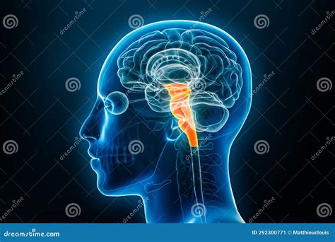 Xray Profile View Of The Brain Stem Or Brainstem With Medulla Pons And Midbrain 3d Rendering