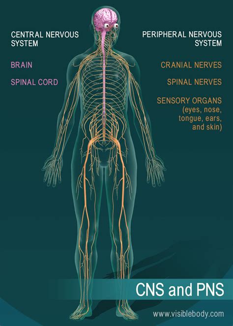 Central Nervous System Diagram Labeled Central Nervou Vrogue Co