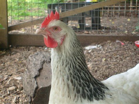 Sussex For Sale Chickens Breed Information Omlet