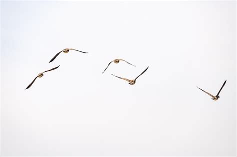 Premium Photo Flock Of Geese Flying And Migrating On A White Sky