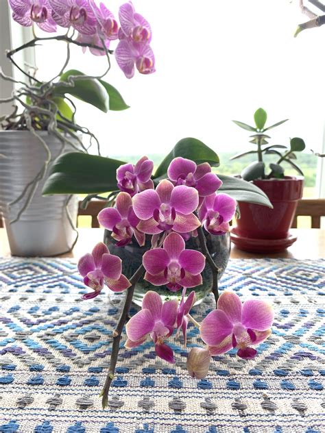 Feeling Cute Might Delete Later R Orchids