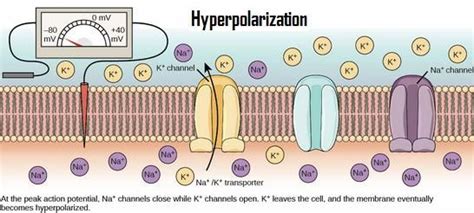 Image Result For Neuron Hyperpolarization Neurons Membrane Cell