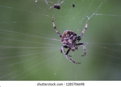 986 Imagens De Spider Builds Web Imagens Fotos Stock E Vetores