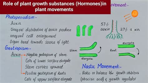 Role Of Plant Growth Substances In Plant Movement Plant Hormones