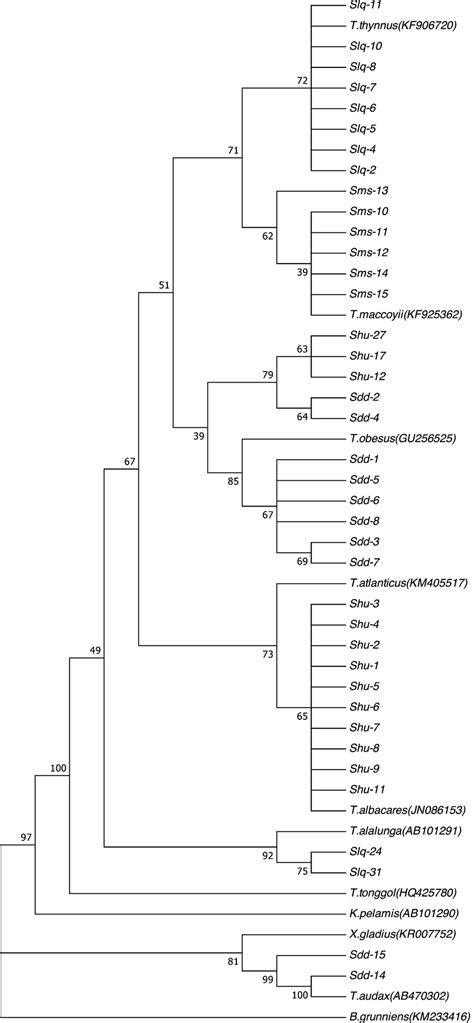 Phylogenetic Tree Of Cyt B Gene In 39 Sample Fishes On Market
